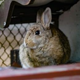 10 Signs That Your Rabbit is Dying — Rabbit Care Tips