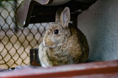 Health and Wellness Archives — Page 2 of 6 — Rabbit Care Tips