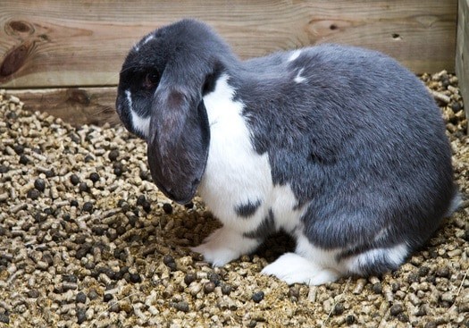 Why Do Rabbits Eat Their Own Poop? — Rabbit Care Tips