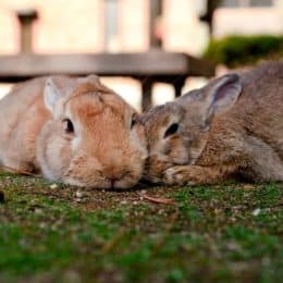 Grooming Behavior in Rabbits (Hierarchy, Dominance, and Barbering)