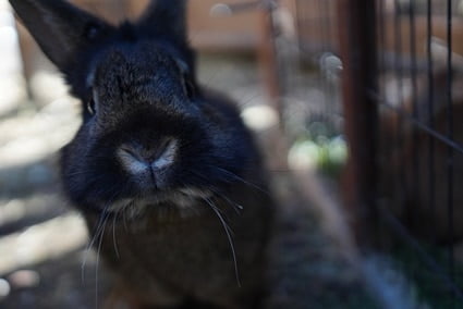 Why Do Rabbits Wiggle Their Noses? (Nose Wiggling Meaning)