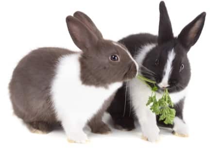 Why Do Rabbits Attack Each Other? — Rabbit Care Tips