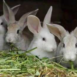 7 Signs of Dominant Behavior in Rabbits — Rabbit Care Tips