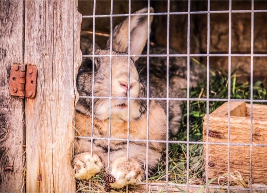 How to Tell If Your Rabbit is Sad or Depressed — Rabbit Care Tips