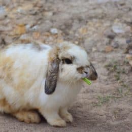 Is It Normal for Rabbits to Sneeze a Lot? — Rabbit Care Tips