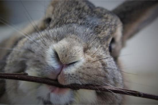 Are Pet Rabbit Bites Dangerous? — Rabbit Care Tips