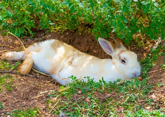 How Do You Know When a Rabbit Is Sleeping? — Rabbit Care Tips