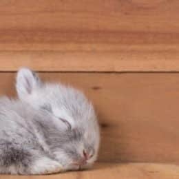Should My Pet Rabbit Sleep in Bed with Me? — Rabbit Care Tips