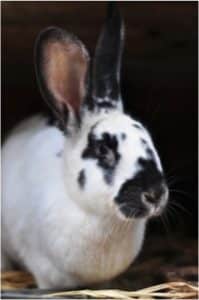 Best & Most Popular Pet Rabbit Breeds — Rabbit Care Tips