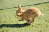 Can Rabbits Walk or Just Hop? — Rabbit Care Tips