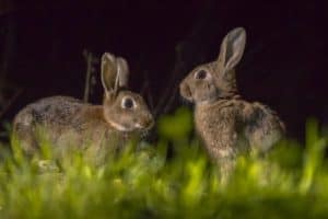 Do Rabbits Get Scared of the Dark? — Rabbit Care Tips