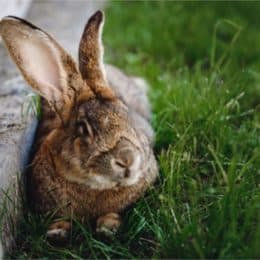 Can a Rabbit Die from Eating Too Much? (Overweight Rabbits)