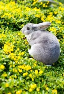 Best & Most Popular Pet Rabbit Breeds — Rabbit Care Tips