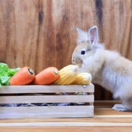 Safely Treating Wet Tail in Rabbits (Urine Scalding) — Rabbit Care Tips