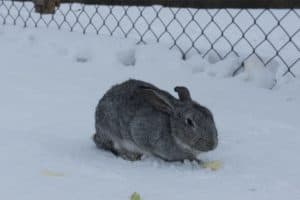 How Do Rabbits Stay Warm in Winter? — Rabbit Care Tips