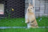 What Causes Splayed Legs in Rabbits? — Rabbit Care Tips