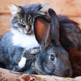 Can Rabbits Sense Human Emotions? — Rabbit Care Tips