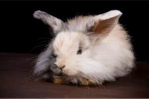 Do Rabbits Get Scared of the Dark? — Rabbit Care Tips