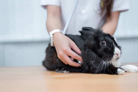 10 Signs That Your Rabbit is Dying — Rabbit Care Tips