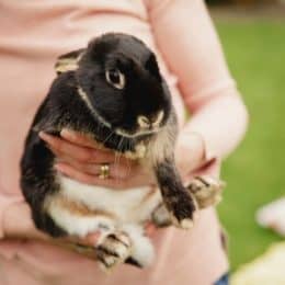 10 Signs That Your Rabbit is Dying — Rabbit Care Tips