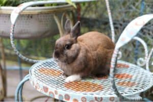 Can Rabbits Jump from High Places? — Rabbit Care Tips