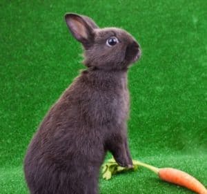 My Rabbit’s Back Legs Have Stopped Working (Weak, Wobbly & Shaking)