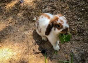 My Rabbit’s Back Legs Have Stopped Working (Weak, Wobbly & Shaking)