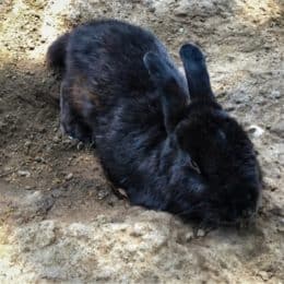 How to Clean a Rabbit’s Bum — Rabbit Care Tips