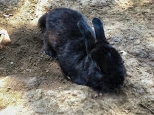 My Rabbit’s Back Legs Have Stopped Working (Weak, Wobbly & Shaking)
