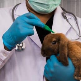 How to Tell If Your Rabbit is Sad or Depressed — Rabbit Care Tips