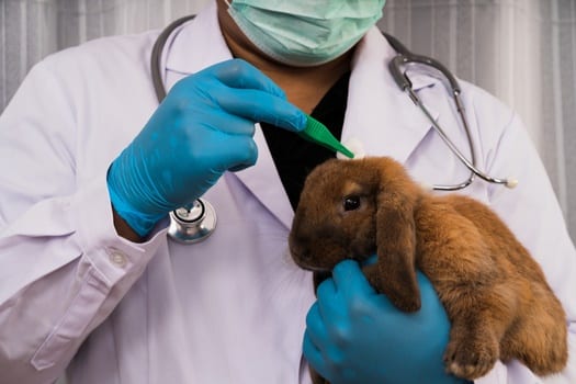 10 Signs That Your Rabbit is Dying — Rabbit Care Tips