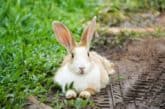 Safely Treating Wet Tail in Rabbits (Urine Scalding) — Rabbit Care Tips