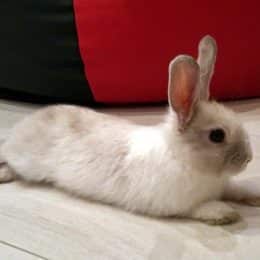 How Do Rabbits Stay Warm in Winter? — Rabbit Care Tips