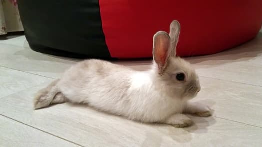 What Causes Splayed Legs in Rabbits? — Rabbit Care Tips