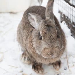 What Causes Splayed Legs in Rabbits? — Rabbit Care Tips