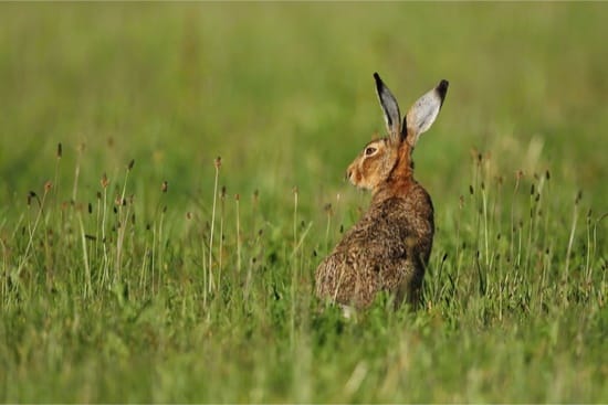 How to Tell the Difference Between Hares and Rabbits