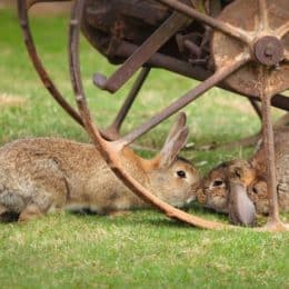 Why Do Rabbits Thump Their Feet? — Rabbit Care Tips