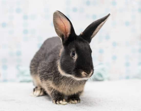 How Intelligent are Domestic Pet Rabbits? — Rabbit Care Tips