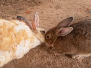 Why Do Rabbits Touch Noses? — Rabbit Care Tips
