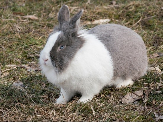 How Intelligent are Domestic Pet Rabbits? — Rabbit Care Tips