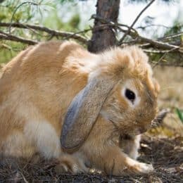 Do Rabbits Get Jealous? — Rabbit Care Tips