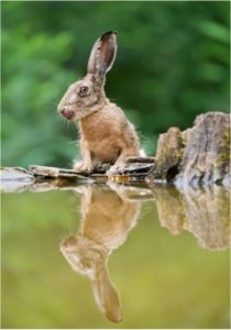 Do Pet Rabbits Like to Swim? — Rabbit Care Tips