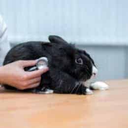 Do Rabbits Understand Kisses? — Rabbit Care Tips