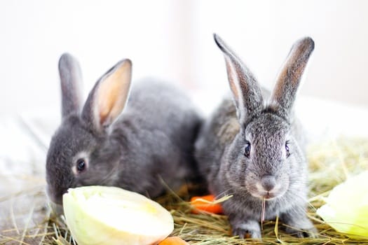 8 Foods That Are Fatal to Rabbits (or Must NEVER Be Fed to a Rabbit)
