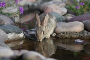 How Long Can Rabbits Go Without Drinking Water? — Rabbit Care Tips