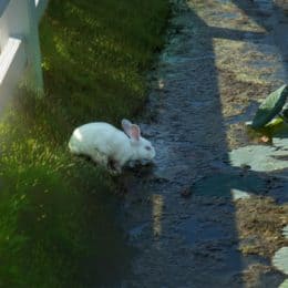 How Intelligent are Domestic Pet Rabbits? — Rabbit Care Tips