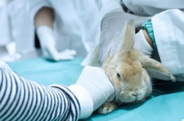 How to Treat Walking Dandruff in Rabbits (Cheyletiellosis)