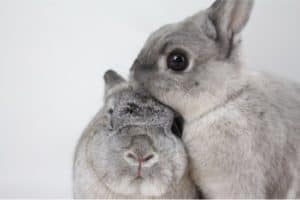 Do Rabbits Remember (Siblings, Owners, Places, and Names)?