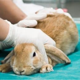 How to Treat Ticks in Rabbits — Rabbit Care Tips