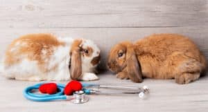 17 PROVEN Ways to Keep a Pet Rabbit Healthy, Happy, and Entertained